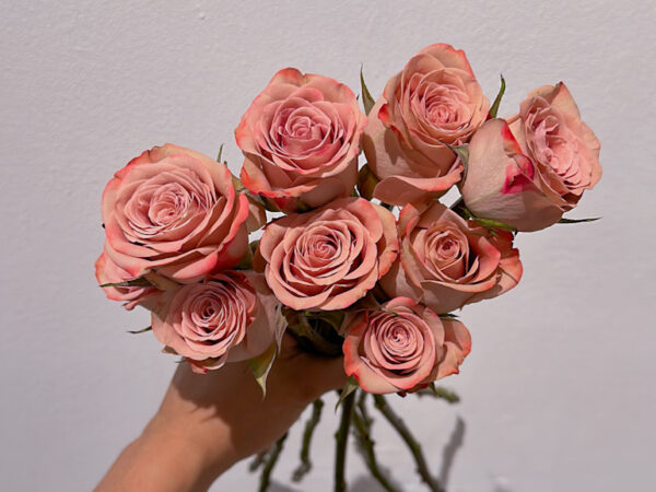 Cappuccino Roses: A Perfect Choice for Mother's Day? - SweetLife & Co.